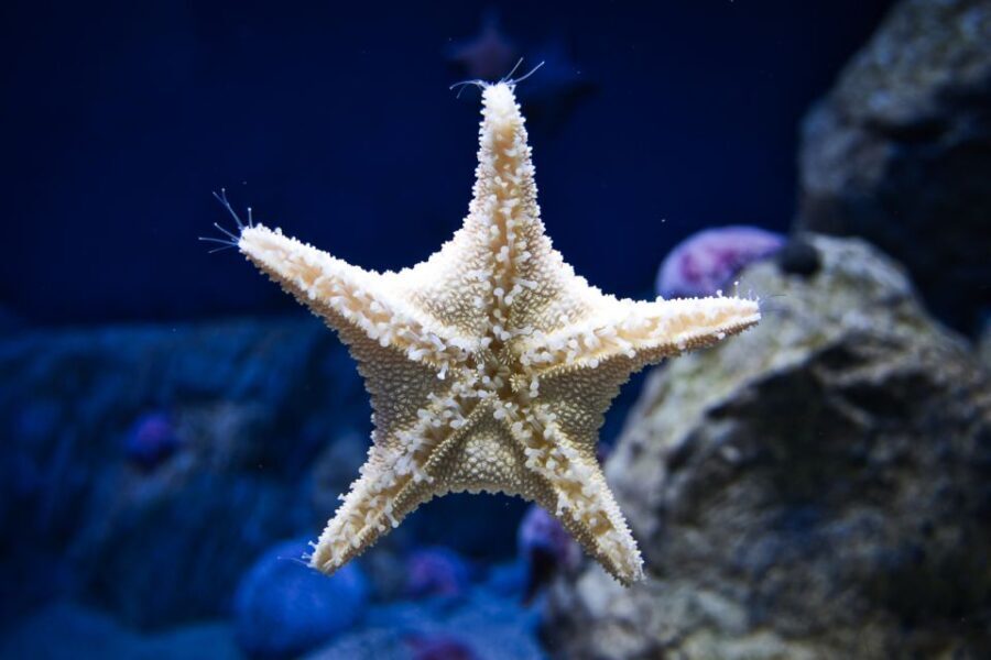 Orlando: Madame Tussauds and SEA LIFE Aquarium Combo Ticket - Why Travelers Find This Combo Worthwhile