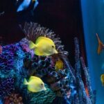 Orlando: SEA LIFE Orlando Aquarium - Key Points