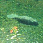 Orlando: Small Group Manatee Discovery Kayak Tour - Itinerary Breakdown: What to Expect