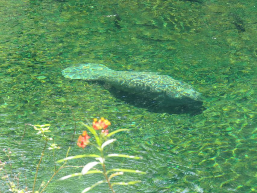 Orlando: Small Group Manatee Discovery Kayak Tour - Itinerary Breakdown: What to Expect