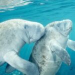 Orlando: Swim with Manatees and Homosassa State Park Visit - What to Expect and Practical Tips