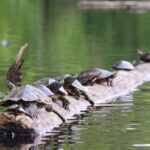 Ottawa: Ecological Reserve Kayak Tour with Turtle Sightings - Detailed Breakdown of the Experience