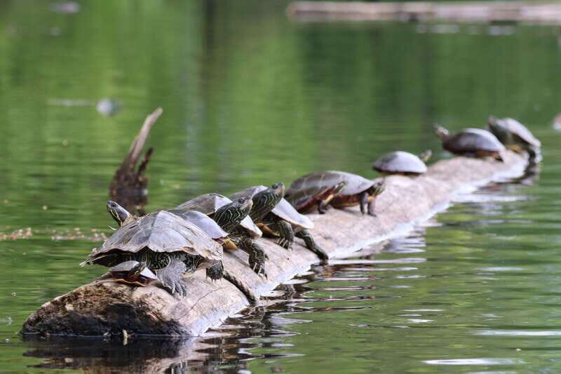 Ottawa: Ecological Reserve Kayak Tour with Turtle Sightings - Detailed Breakdown of the Experience
