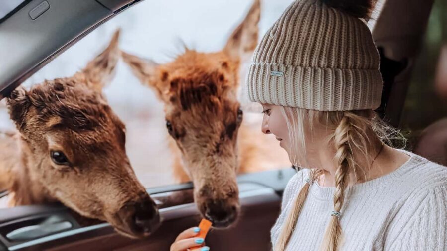 Ottawa: Private Wildlife Adventure Safari in Parc Omega - What’s Included and What to Bring