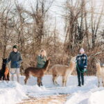 Oxford County, ON: Alpaca Farm Walk & Learning Experience - Who Will Love This Experience?
