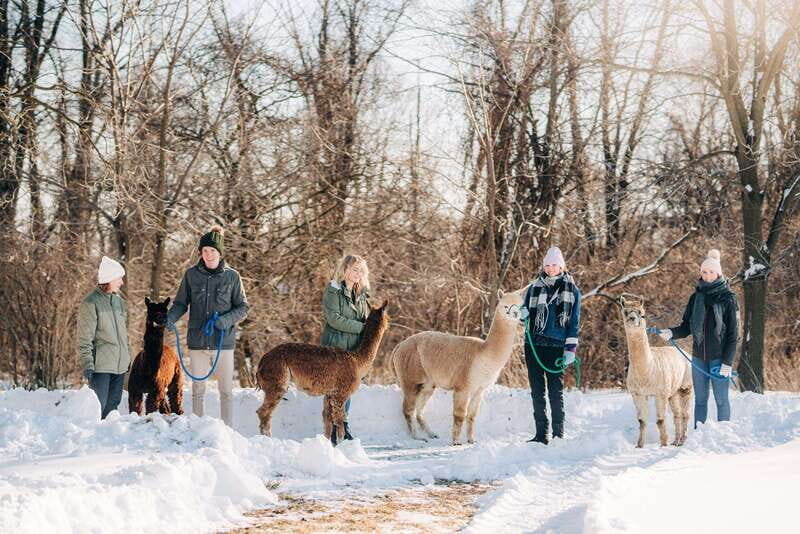 Oxford County, ON: Alpaca Farm Walk & Learning Experience - Who Will Love This Experience?