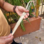 Oxkintok ancient Puuc + Becal Jipi Japa artisan + Cenote - Exploring Oxkintok: A Mystical Mayan Site