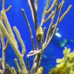 PADI Open Water Diver Course in the Riviera Maya - The Training and Equipment