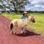 Pahoa: Ranch Tour with Animal Feedings and Interactions - The Practical Side: Costs, Group Size, and Other Details