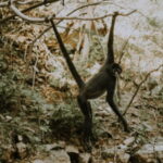 Palenque: Lacandona Jungle Path - Ecotourism Adventure - Why You Should Consider This Tour