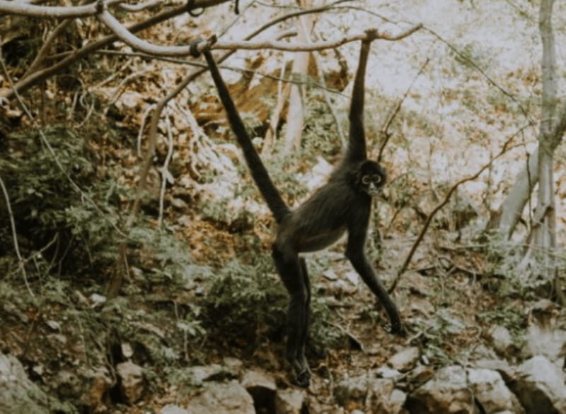 Palenque: Lacandona Jungle Path - Ecotourism Adventure - Why You Should Consider This Tour