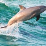 Panama City Beach: Dolphin Watching and Snorkeling Tour - Why We Think It’s a Great Choice