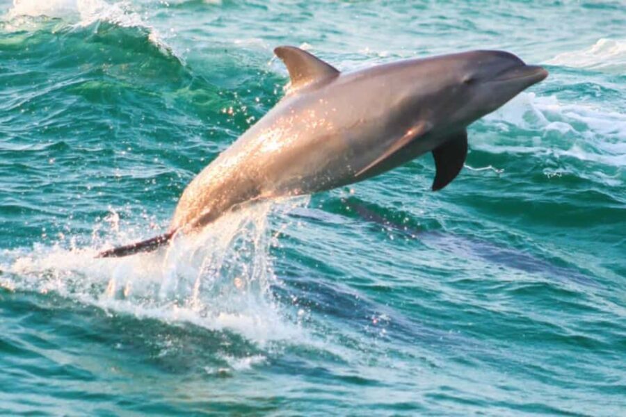 Panama City Beach: Dolphin Watching and Snorkeling Tour - Why We Think It’s a Great Choice