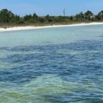 Panama City Beach Florida, Dolphin, Shell Island and Eco Tours - An In-Depth Look at the Tour Experience