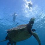 Paradise Honu Morning Snorkeling Tour - Final Thoughts: Is It Worth It?