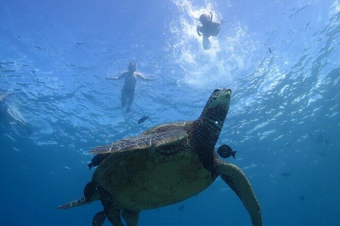 Paradise Honu Morning Snorkeling Tour - Final Thoughts: Is It Worth It?