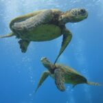 Paradise Honu Snorkeling Tour - Who Is This Tour Best For?