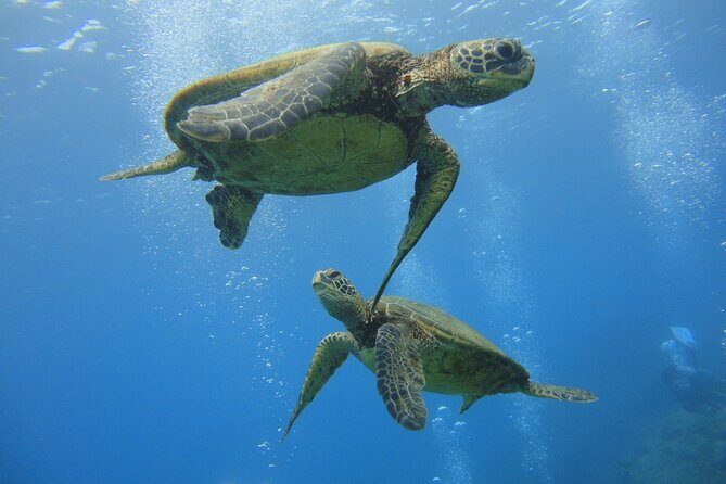 Paradise Honu Snorkeling Tour - Who Is This Tour Best For?