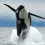 Parksville: Half-Day Whale and Wildlife Adventure - Why This Tour Offers Good Value