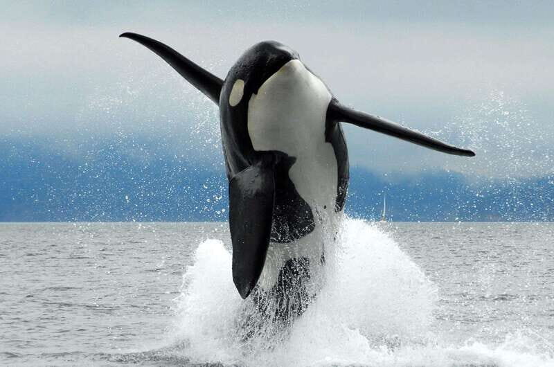 Parksville: Half-Day Whale and Wildlife Adventure - Why This Tour Offers Good Value