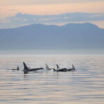 Parksville: Sunset Whale and Wildlife Adventure - Who Will Love This Tour?
