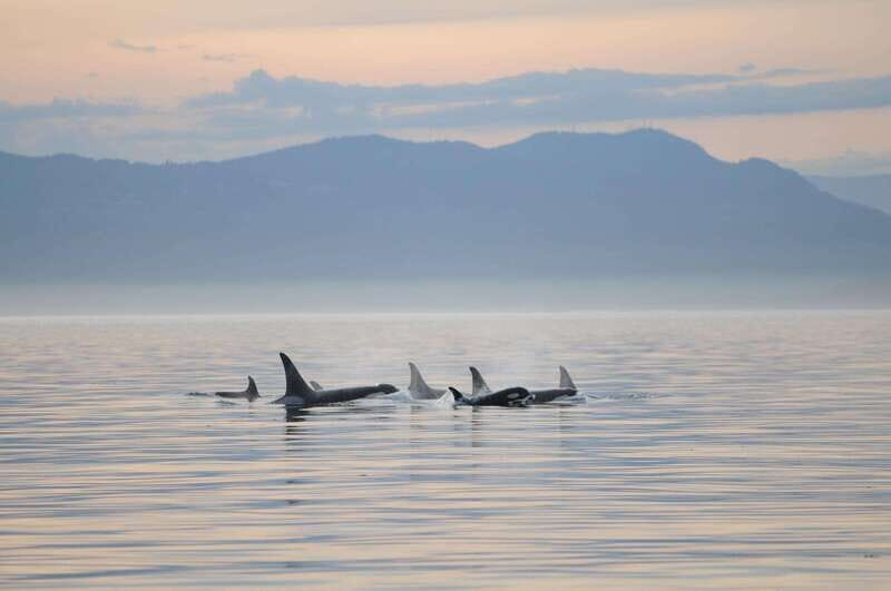 Parksville: Sunset Whale and Wildlife Adventure - Who Will Love This Tour?