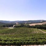 Paso Robles: 3-Winery Tour with Tastings and Lunch - Analyzing the Value