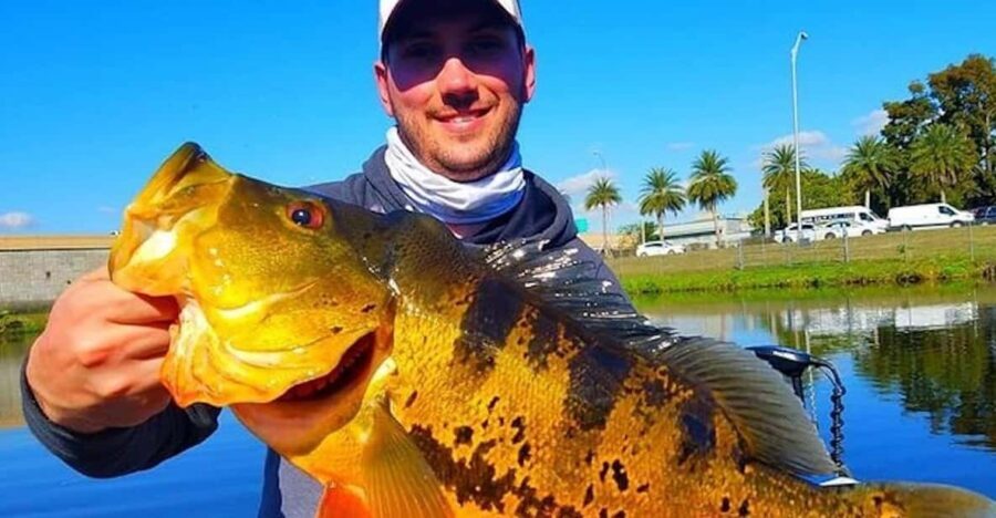 Peacock Bass Fishing Trips Near Miami Florida - The Itinerary: What You Can Expect