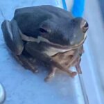 Pearlington: Devil's Swamp Eco Walking Tour - The Cultural and Historical Layers