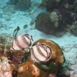 Pelican Rock Snorkeling and Sightseeing Adventure - Value and Practical Considerations