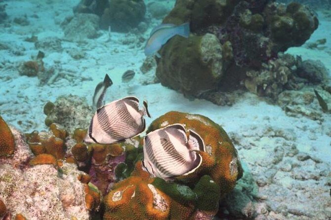 Pelican Rock Snorkeling and Sightseeing Adventure - Value and Practical Considerations