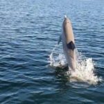 Pensacola Beach Sunset Dolphin Tour private up to 6 ppl - Who Will Love This Tour?