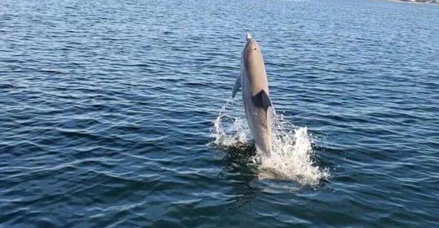 Pensacola Beach Sunset Dolphin Tour private up to 6 ppl - Who Will Love This Tour?