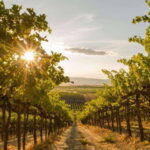 Penticton: Naramata Bench Full Day Guided Wine Tour - The Itinerary Breakdown