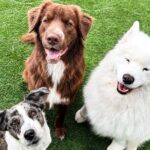 Petfinity Indoor Dog Park in Calgary - Who Should Consider Visiting?