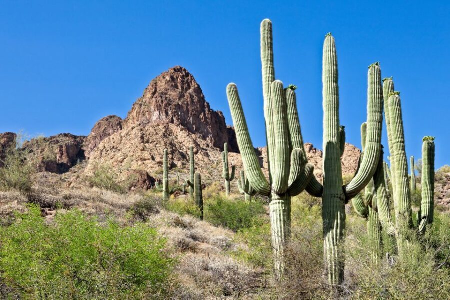 Phoenix/Scottsdale: Apache Trail Tour & Canyon Lake Cruise - Breaking Down the Itinerary