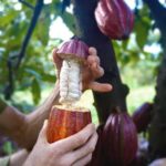 Pick and Taste Tropical Fruit - Who Should Consider This Tour?