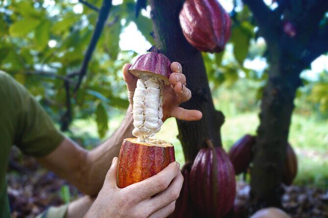 Pick and Taste Tropical Fruit - Who Should Consider This Tour?