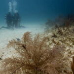 Playa del Carmen: Advanced Open Water Diver Course - FAQ