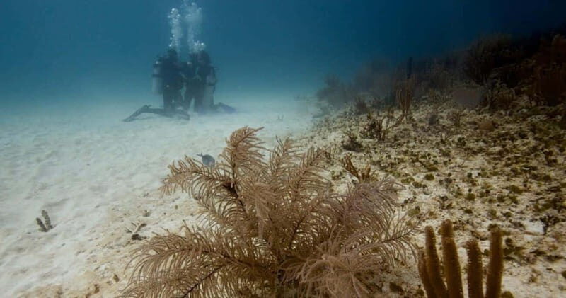 Playa del Carmen: Advanced Open Water Diver Course - FAQ