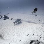 Playa del Carmen: Bull Shark Diving Experience - The Itinerary Breakdown
