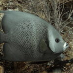 Playa del Carmen: Discover Scuba Diving - Key Points