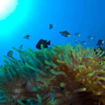 Playa del Carmen: Dive into our Local Reefs Today! - Who Will Appreciate This Tour Most?
