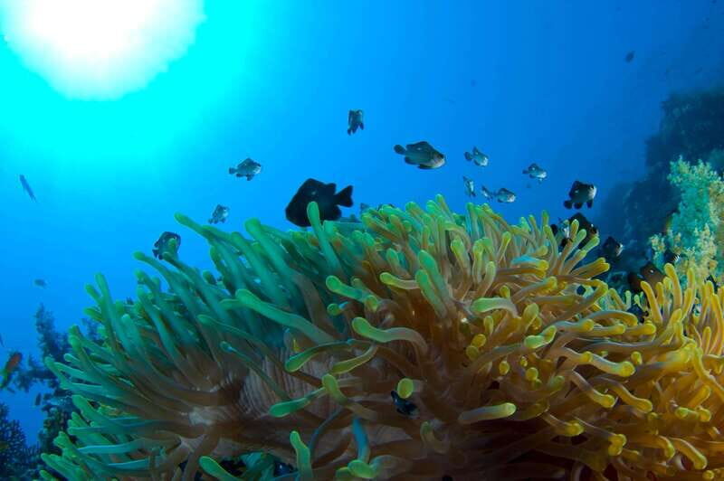 Playa del Carmen: Dive into our Local Reefs Today! - Who Will Appreciate This Tour Most?