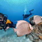 Playa del Carmen: Fun Dive Experience for Certified Divers - Who Will Love This Tour?
