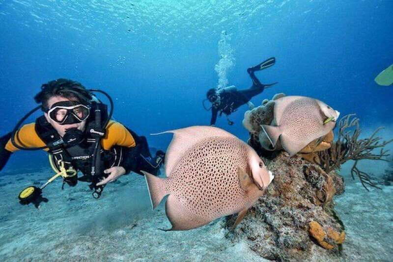 Playa del Carmen: Fun Dive Experience for Certified Divers - Who Will Love This Tour?