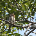 Playa del Carmen: Guided Birdwatching Hike - Why This Tour Offers Good Value