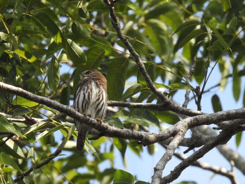 Playa del Carmen: Guided Birdwatching Hike - Why This Tour Offers Good Value