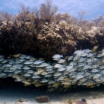 Playa del Carmen: Open Water Diver Course - The Learning Experience