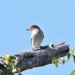 Playa del Carmen: Private Morning Birdwatching Tour - Who Will Love This Tour?